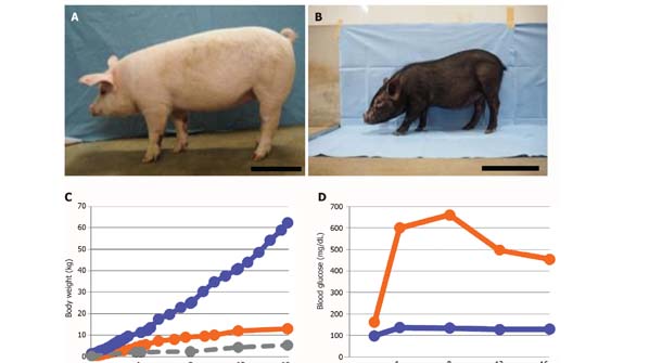 World Journal of Diabetes - Baishideng Publishing Group